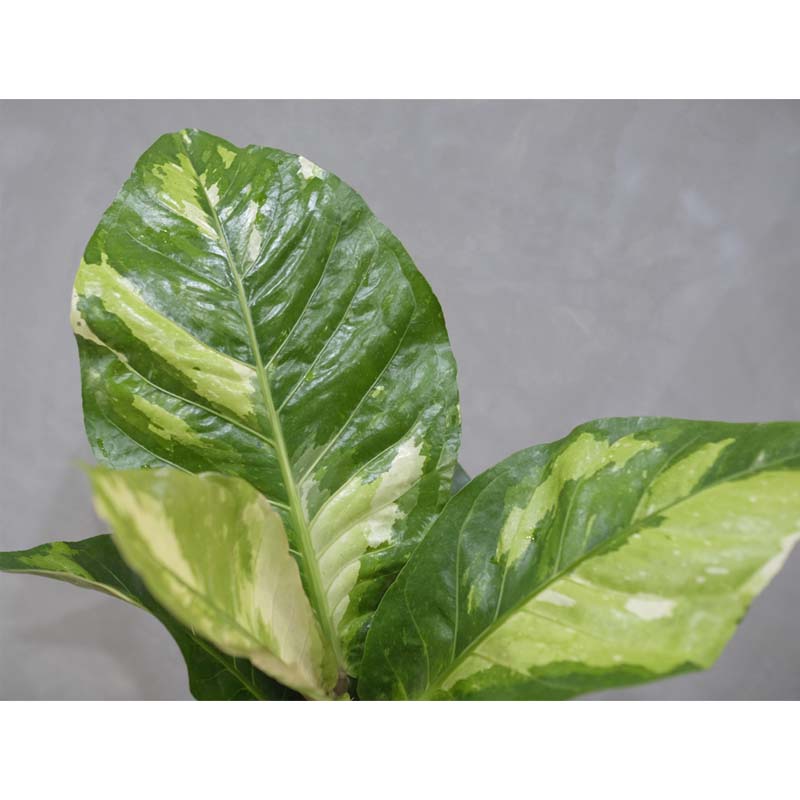 Anthurium ‘Renaissance’ – Natural Orchid Thai