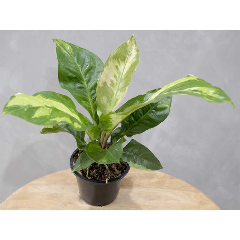 Anthurium ‘Renaissance’ – Natural Orchid Thai