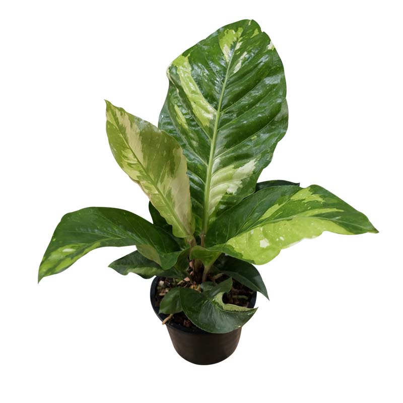 Anthurium ‘Renaissance’ – Natural Orchid Thai