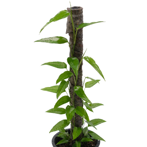 Epipremnum pinnatum skeleton key – Natural Orchid Thai