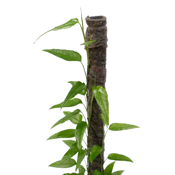 Epipremnum pinnatum skeleton key – Natural Orchid Thai