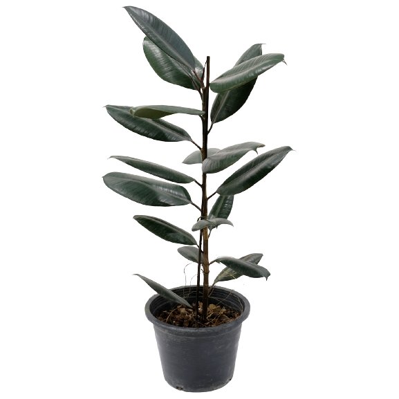 Ficus elastica – Natural Orchid Thai