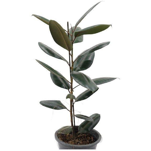 Ficus elastica – Natural Orchid Thai